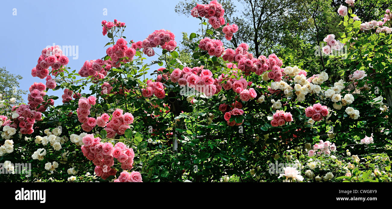 Cascade de roses Banque de photographies et d’images à haute résolution ...