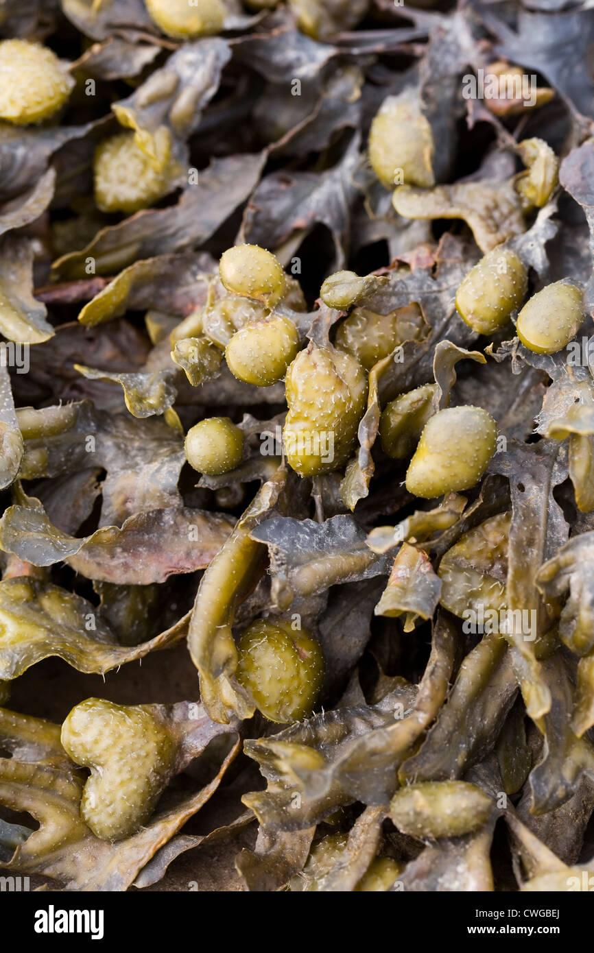 Fucus algae Banque de photographies et d’images à haute résolution - Alamy