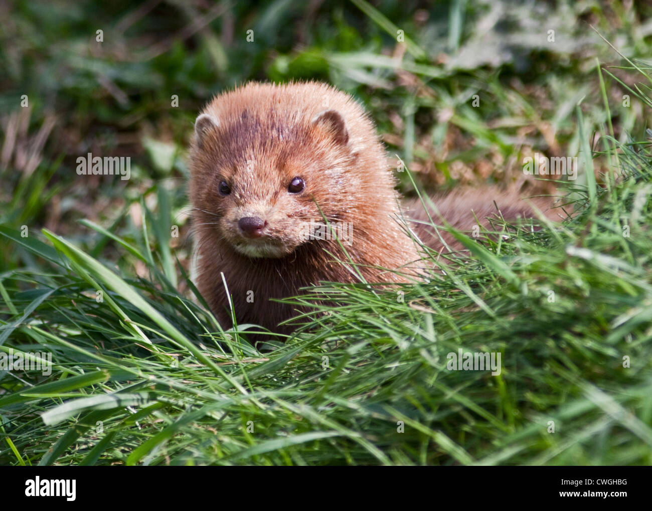 Vison animal Banque de photographies et d’images à haute résolution - Alamy