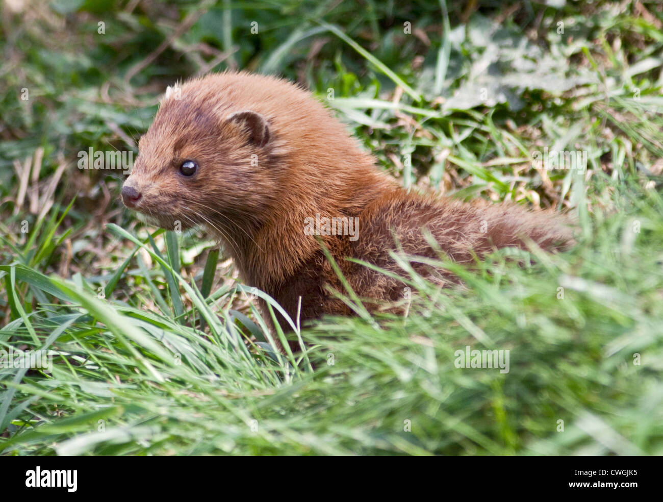 Vison animal Banque de photographies et d’images à haute résolution - Alamy