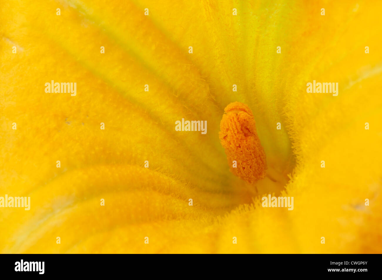 Pollen de cucurbita Banque de photographies et d’images à haute ...