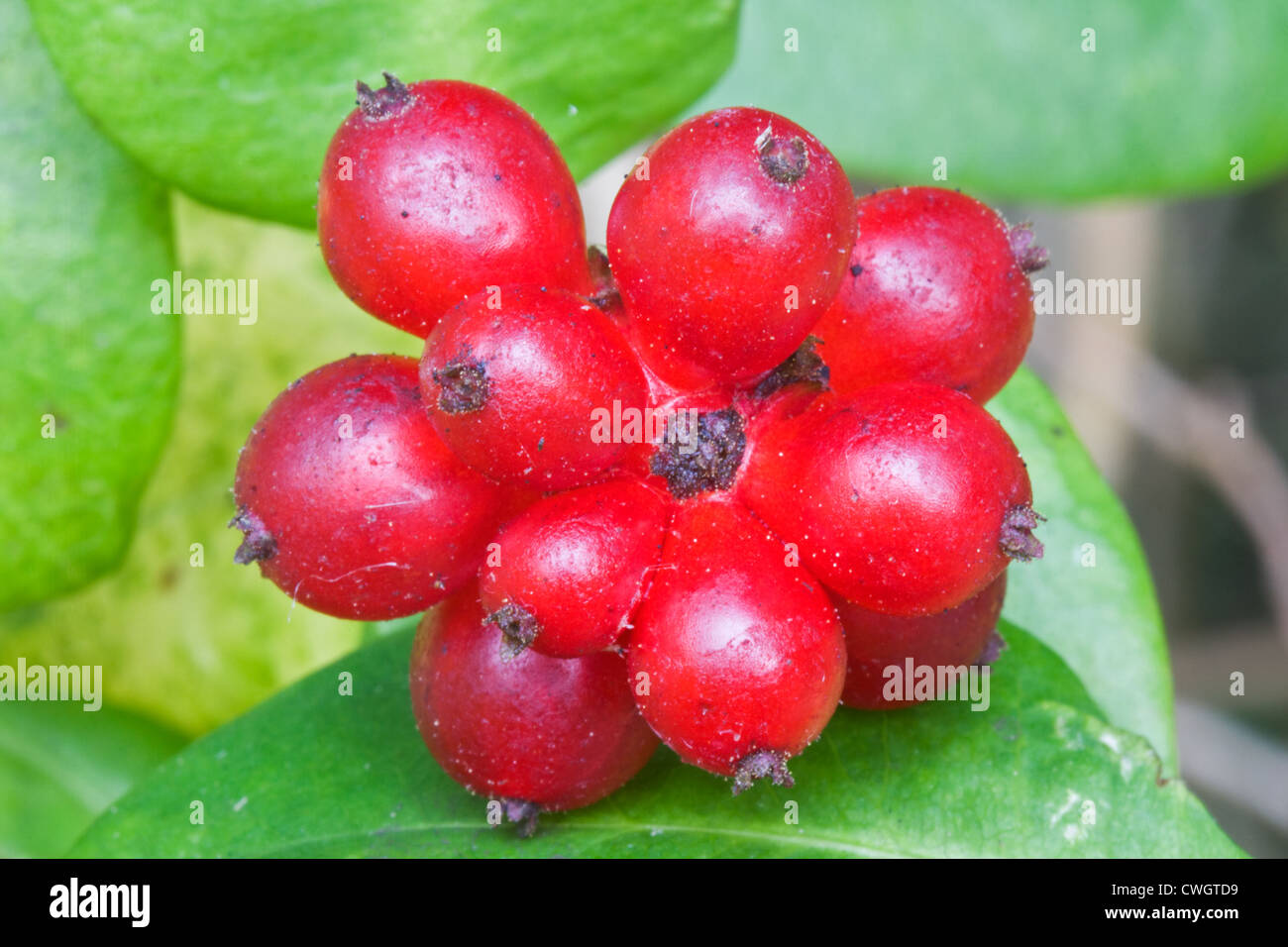 Chèvrefeuille aux fruits rouges Banque de photographies et d’images à ...