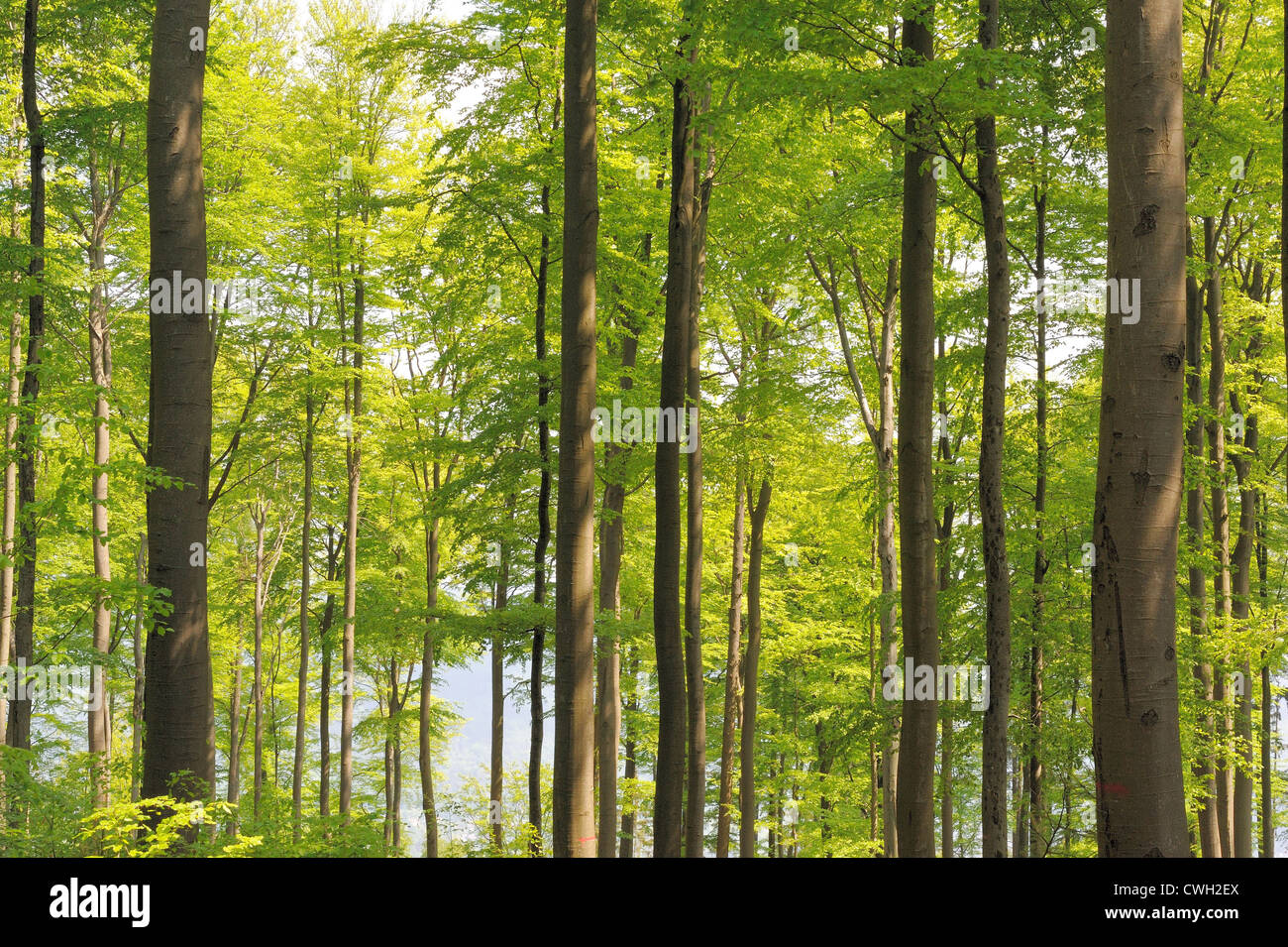 Biome forestier Banque de photographies et d’images à haute résolution ...