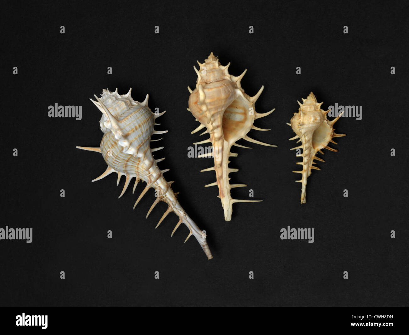 Murex pecten Banque de photographies et d’images à haute résolution - Alamy