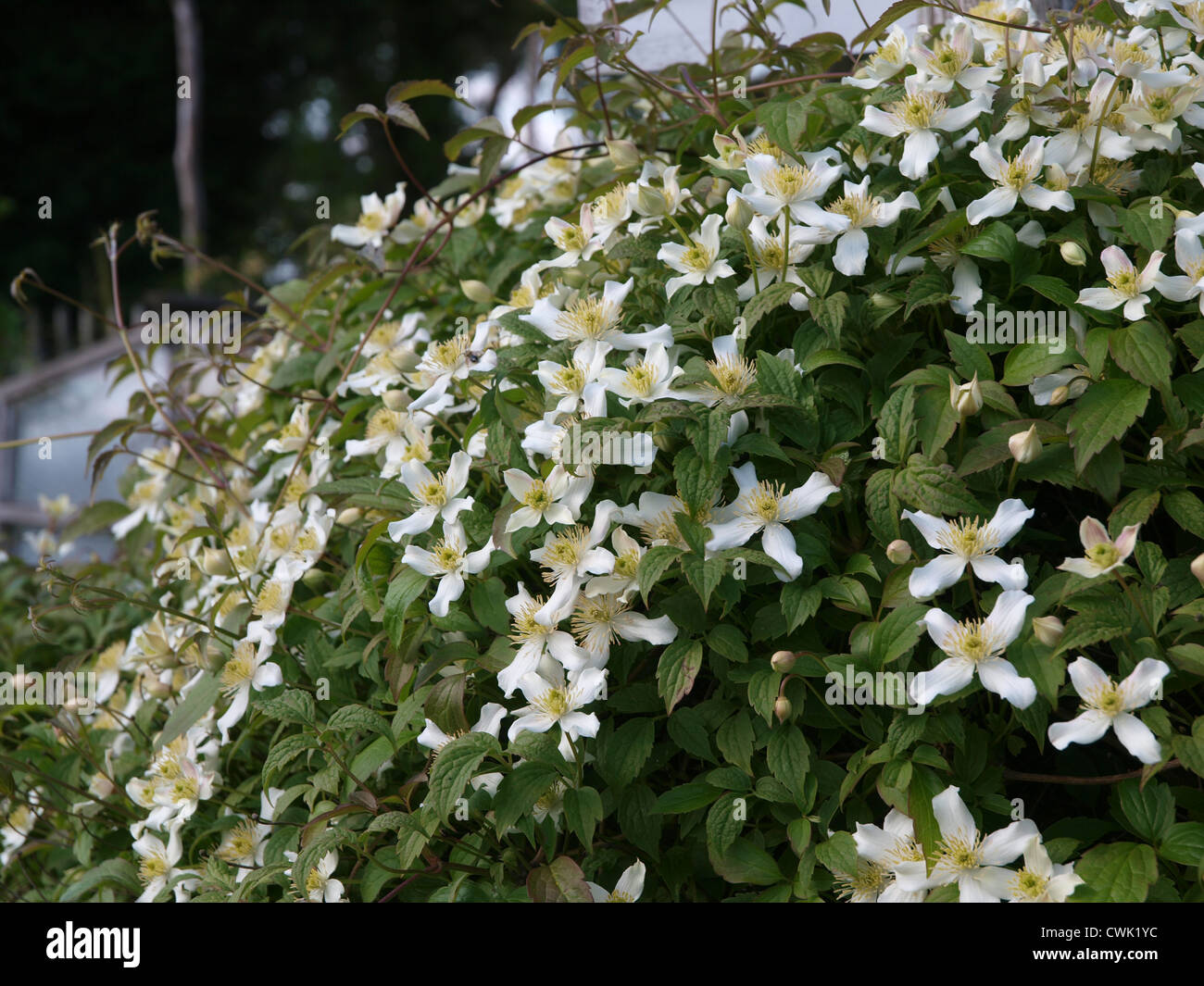 Clematis montana wilsonii Banque de photographies et d’images à haute ...