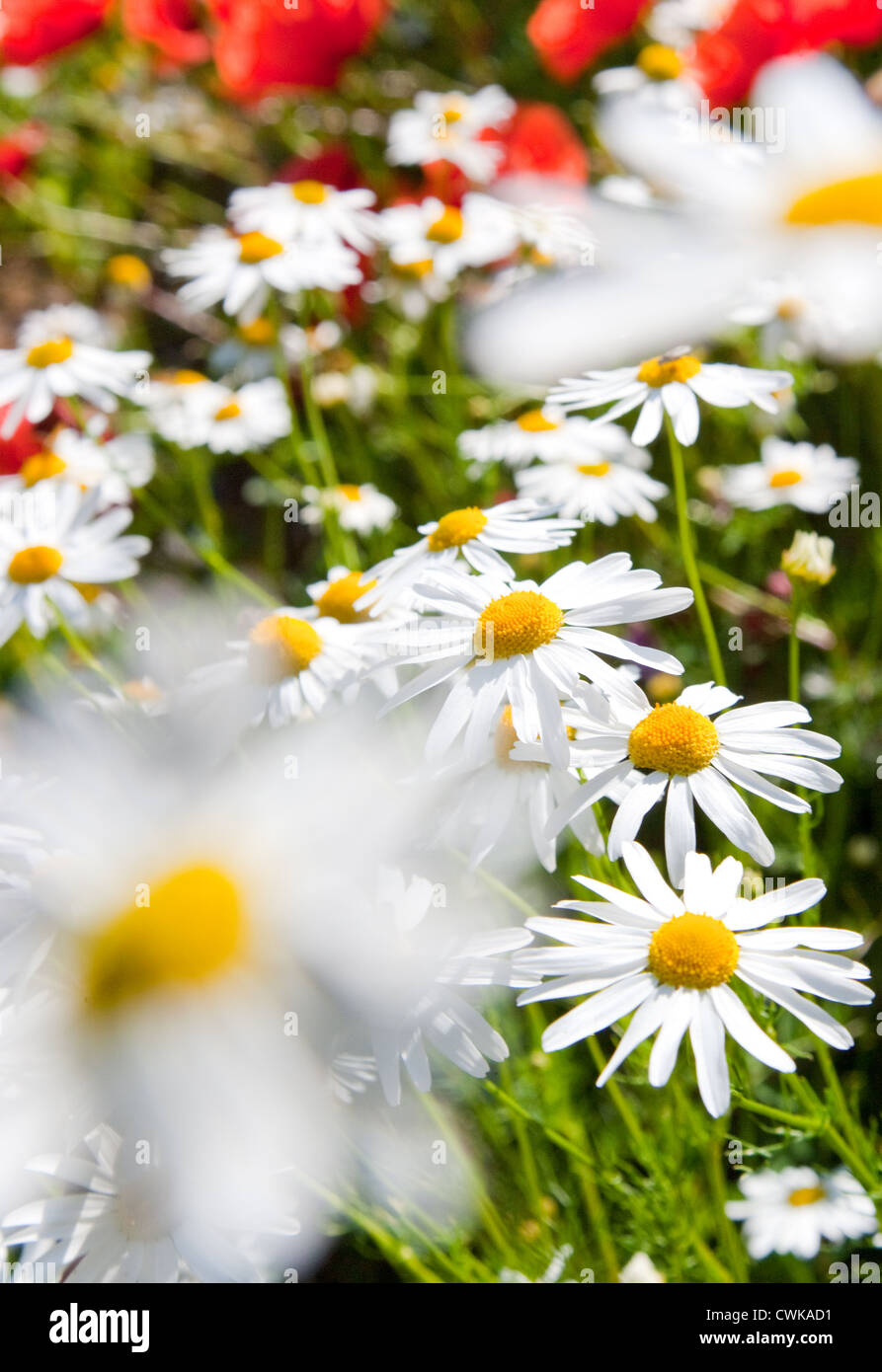 Matricaria Perforata Banque d'image et photos - Alamy