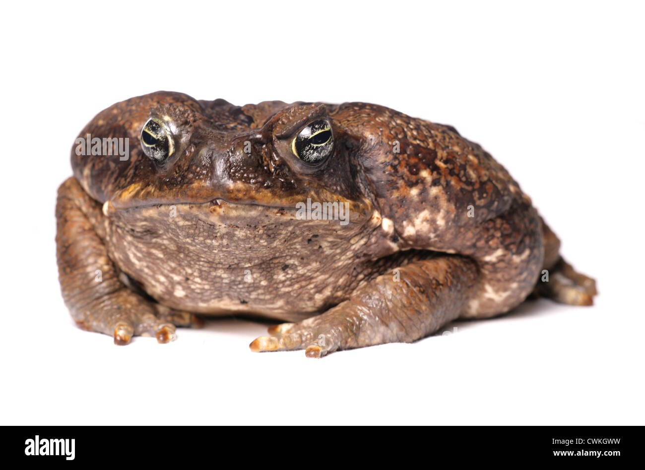 Crapaud géant Banque d'images détourées - Alamy
