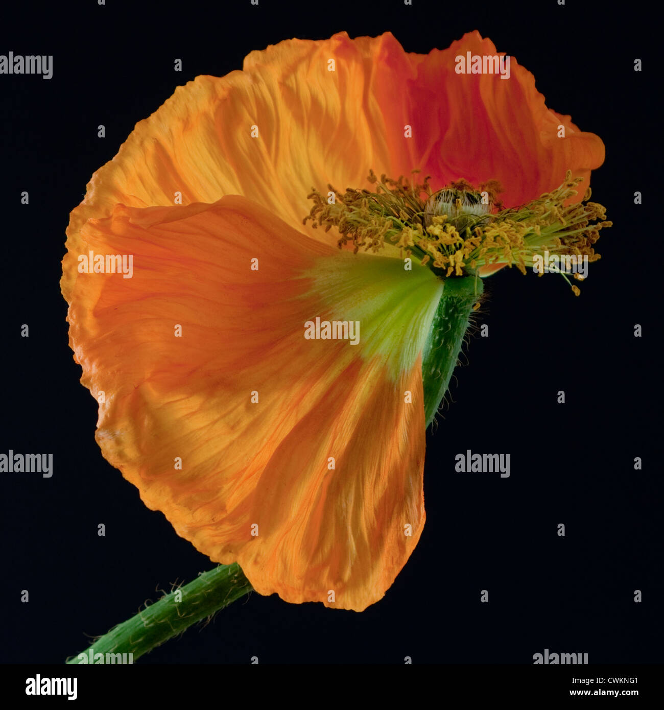 Coquelicot Rouge Et Blanc Banque d'image et photos - Alamy