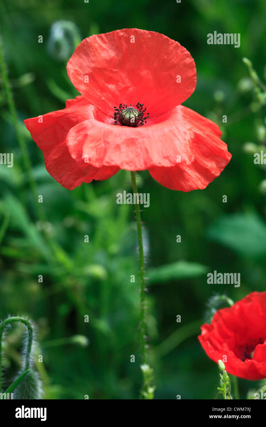 Coquelicot flower Banque de photographies et d’images à haute ...