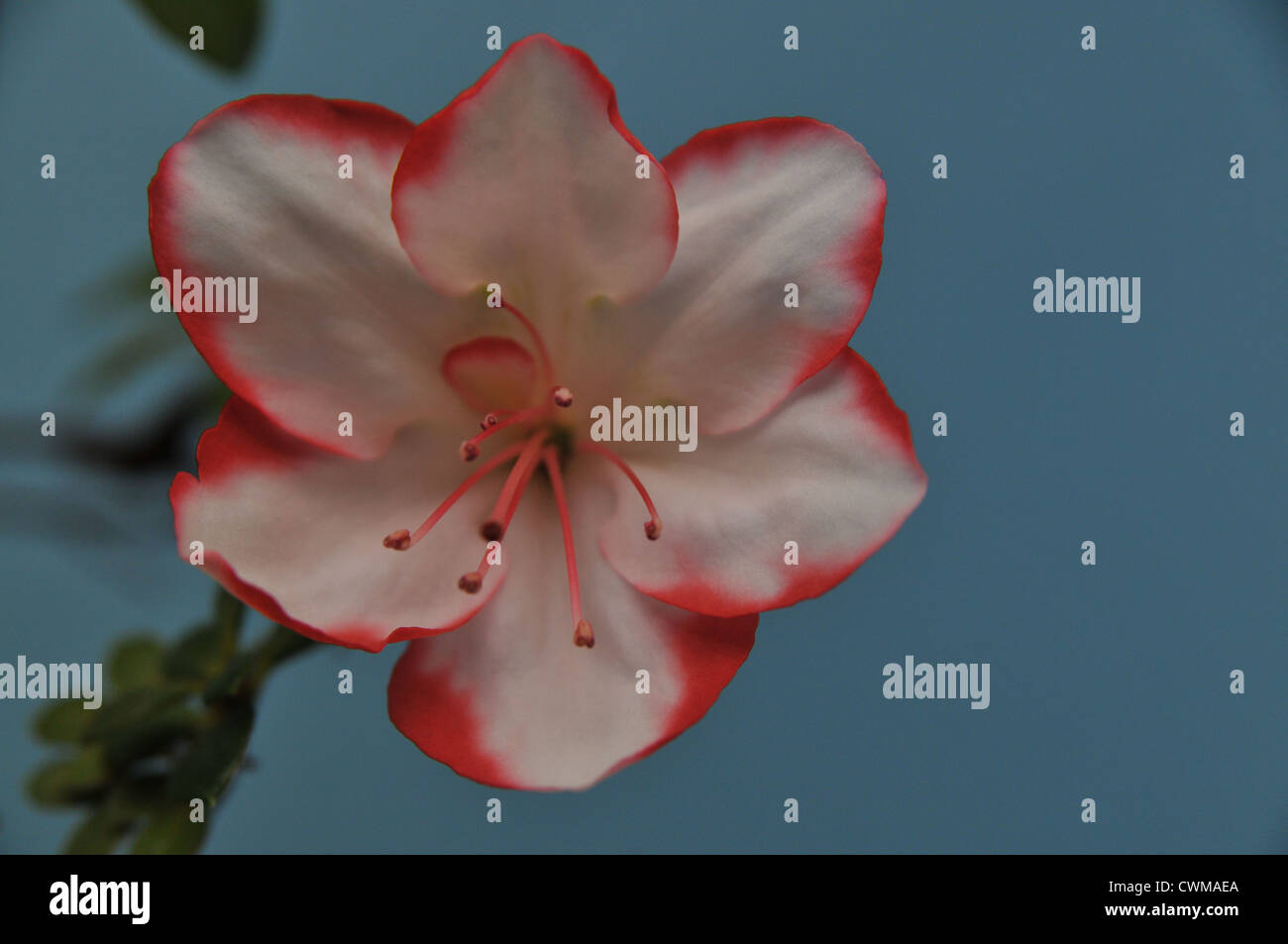 Azalea indica Banque de photographies et d’images à haute résolution ...