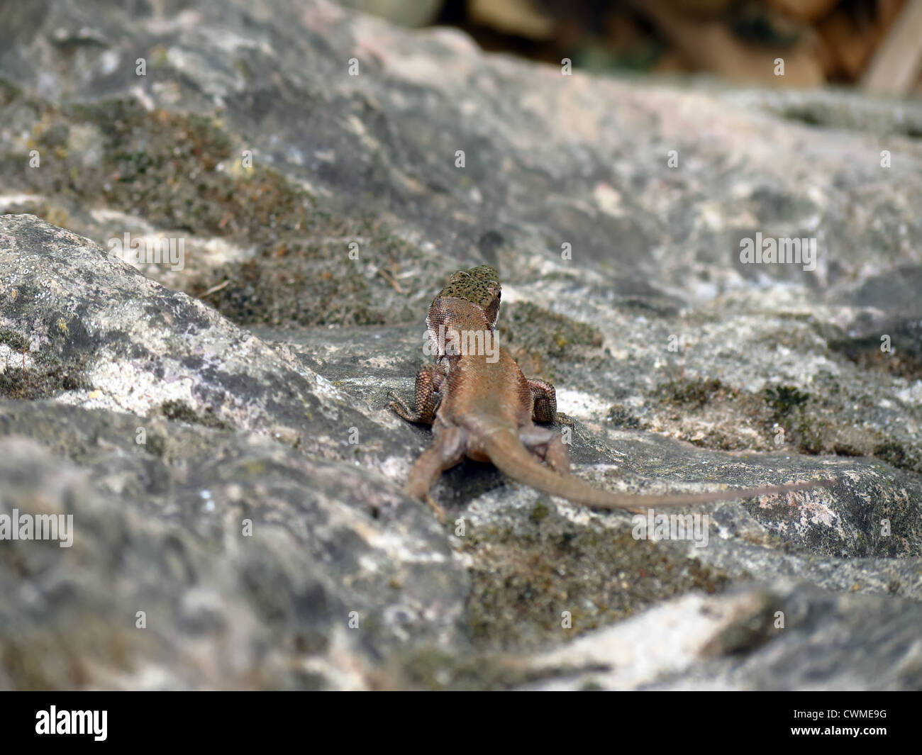Queue de lézard Banque de photographies et d’images à haute résolution ...