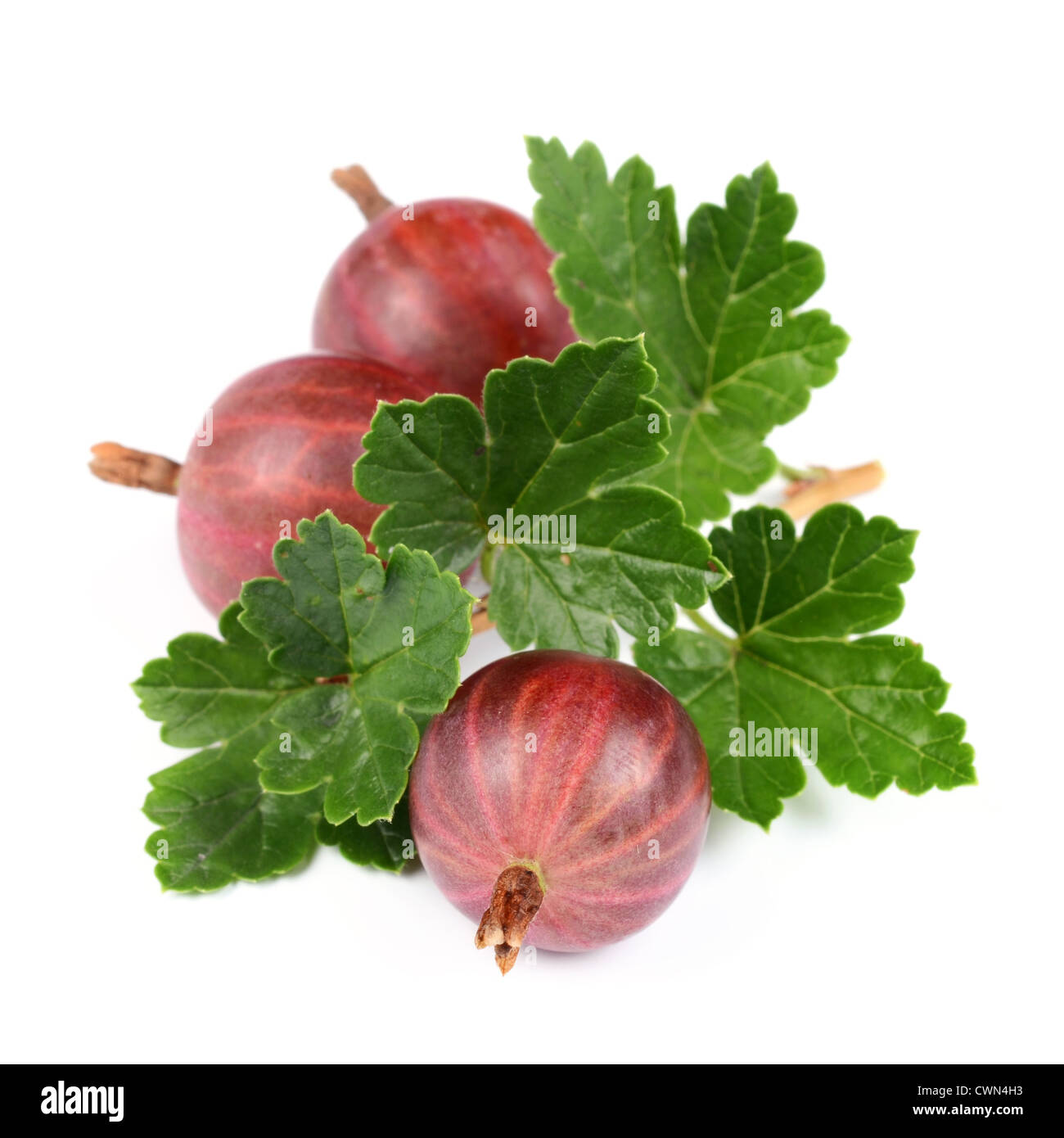 Feuille de groseiller Banque de photographies et d’images à haute ...