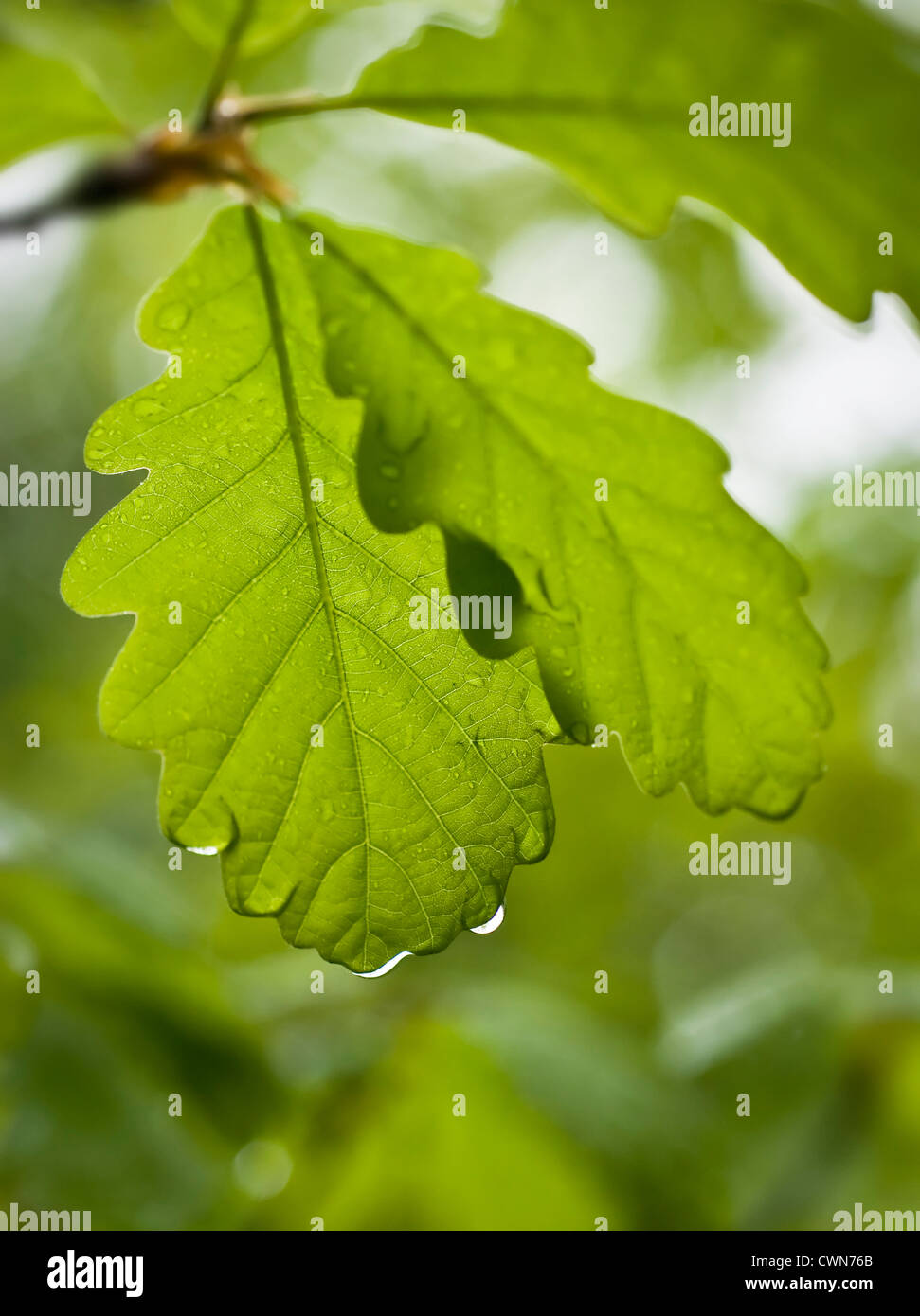 Quercus petraea, chêne, chêne sessile Photo Stock - Alamy