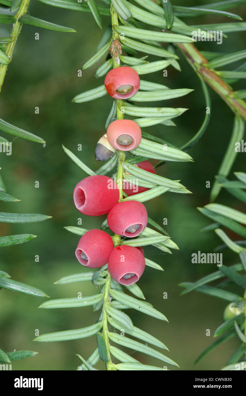 Taxus baccata if commun Banque de photographies et d’images à haute ...