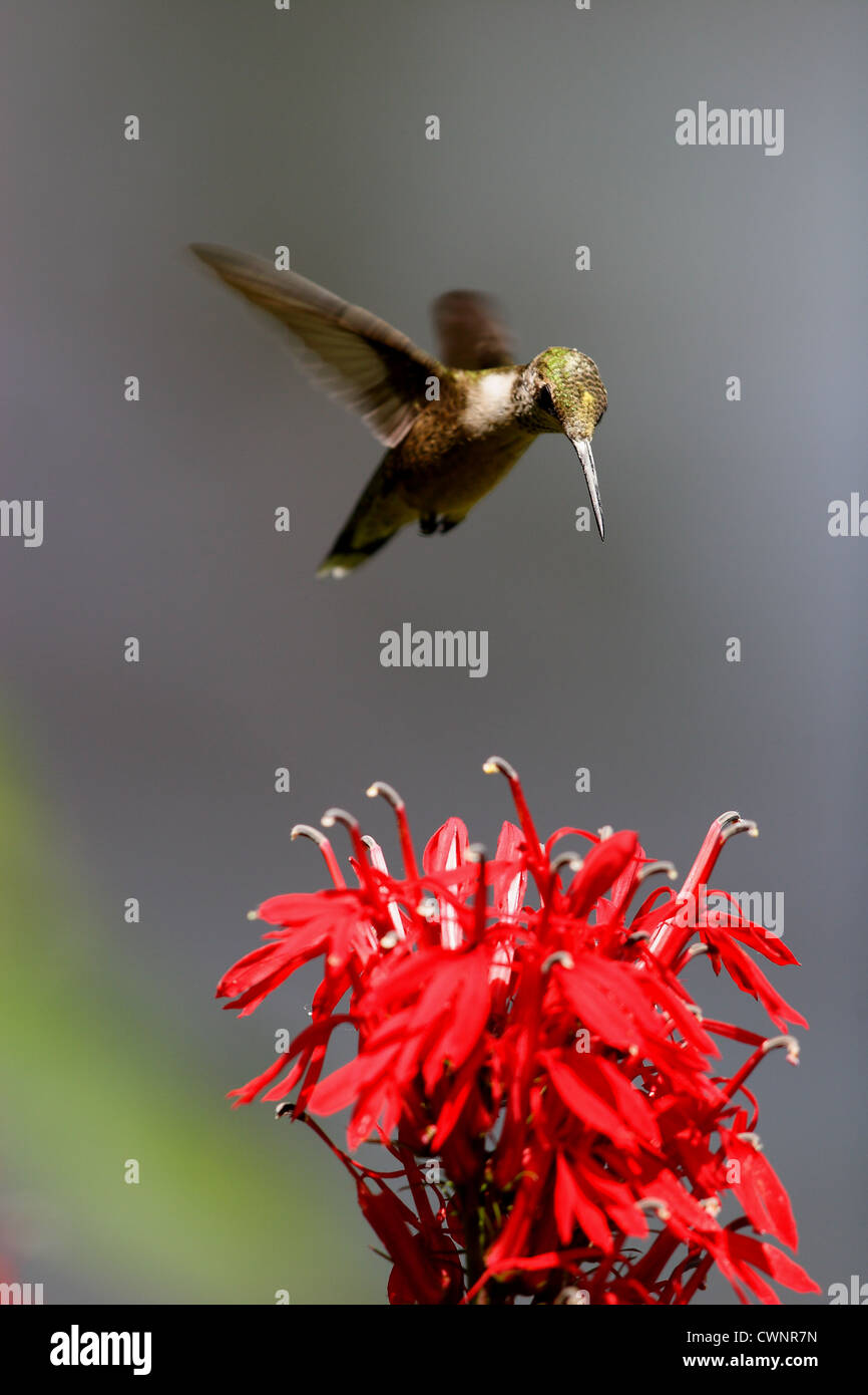 Colibri à gorge rubis (Archilochus colubris) sur lobélie cardinale ...