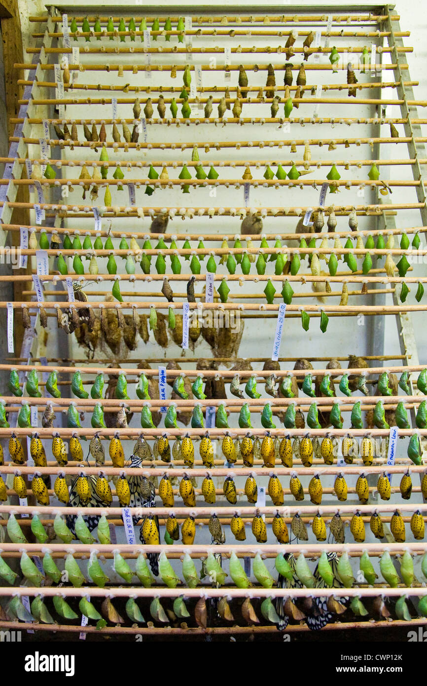 Butterfly cocoon Banque de photographies et d’images à haute résolution ...