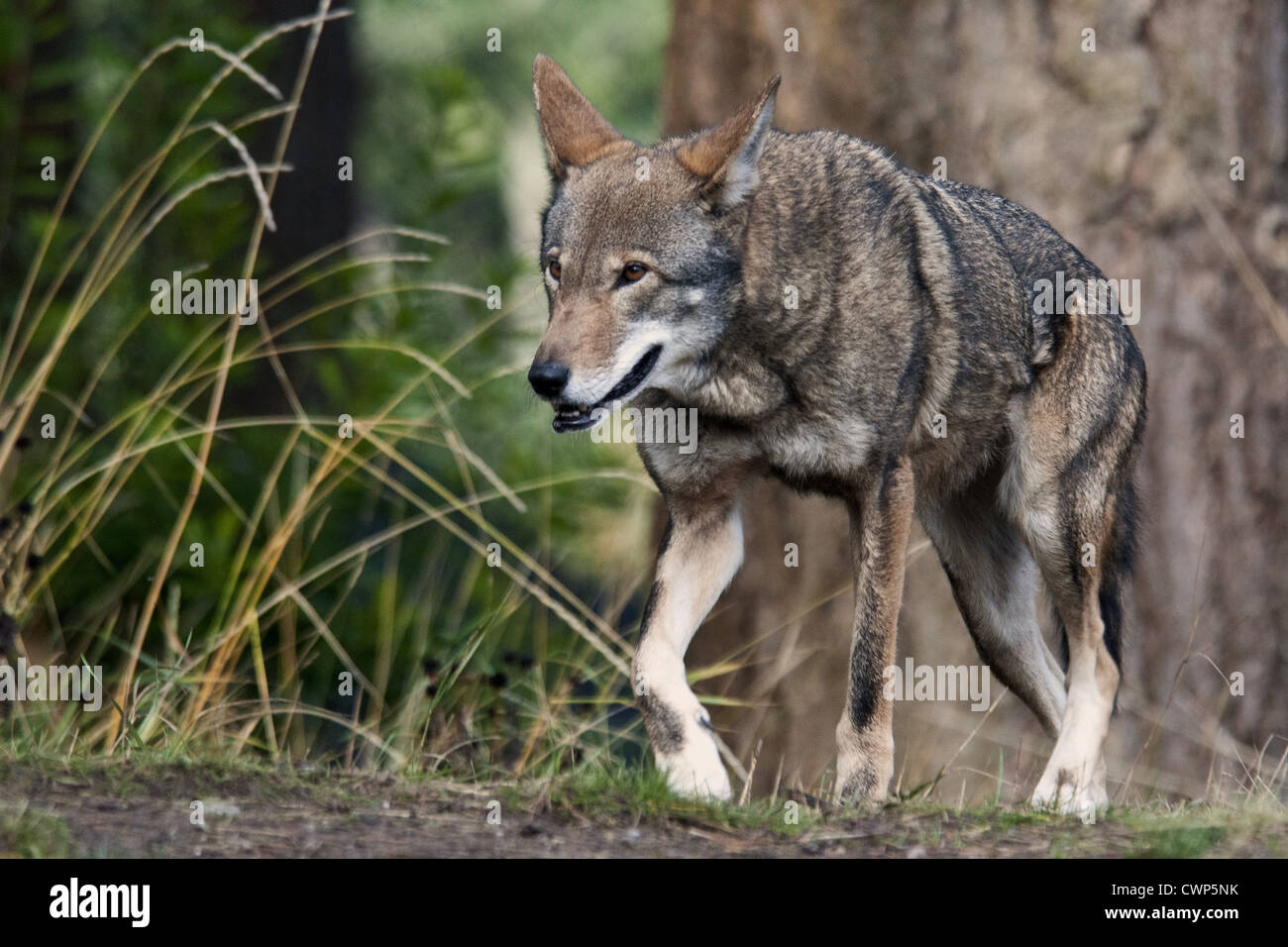 Loup loup rouge rare et en voie de disparition Banque de photographies ...