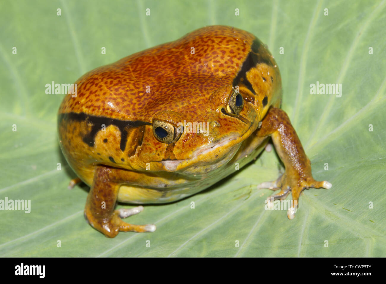 Grenouille tomate de madagascar Banque de photographies et d’images à ...