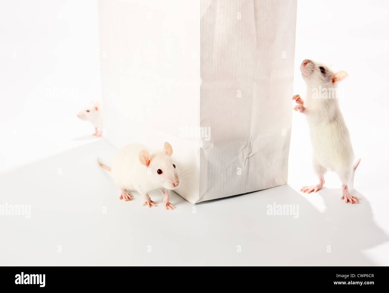 Rats blancs Banque de photographies et d’images à haute résolution - Alamy