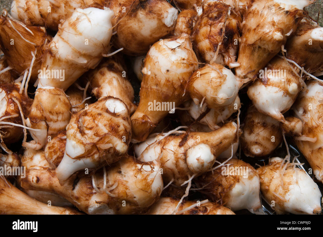 Taro root Banque de photographies et d’images à haute résolution - Alamy