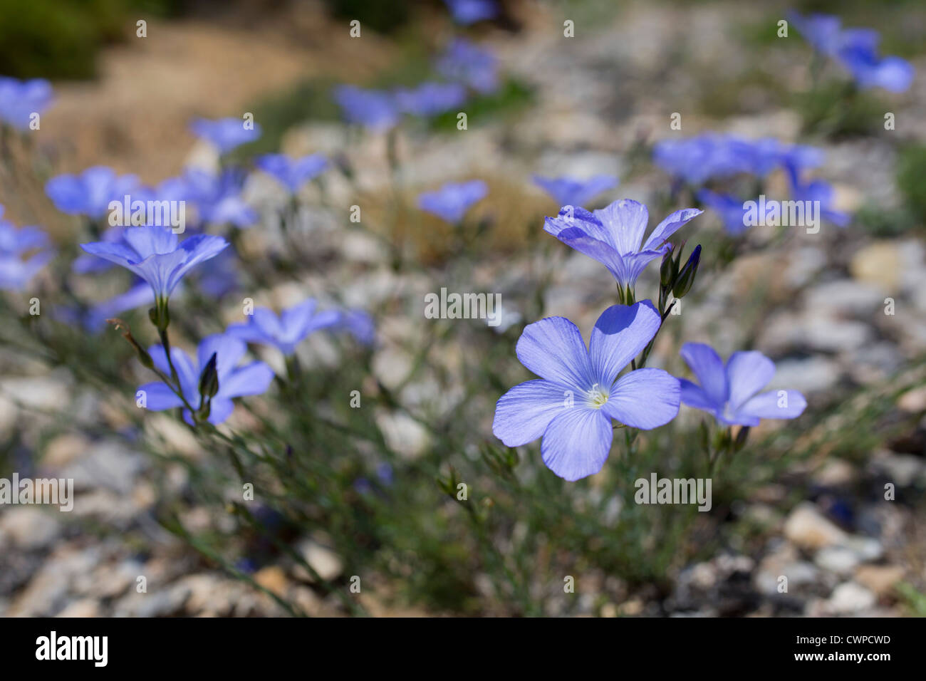 Linum Perenne Banque d'image et photos - Alamy