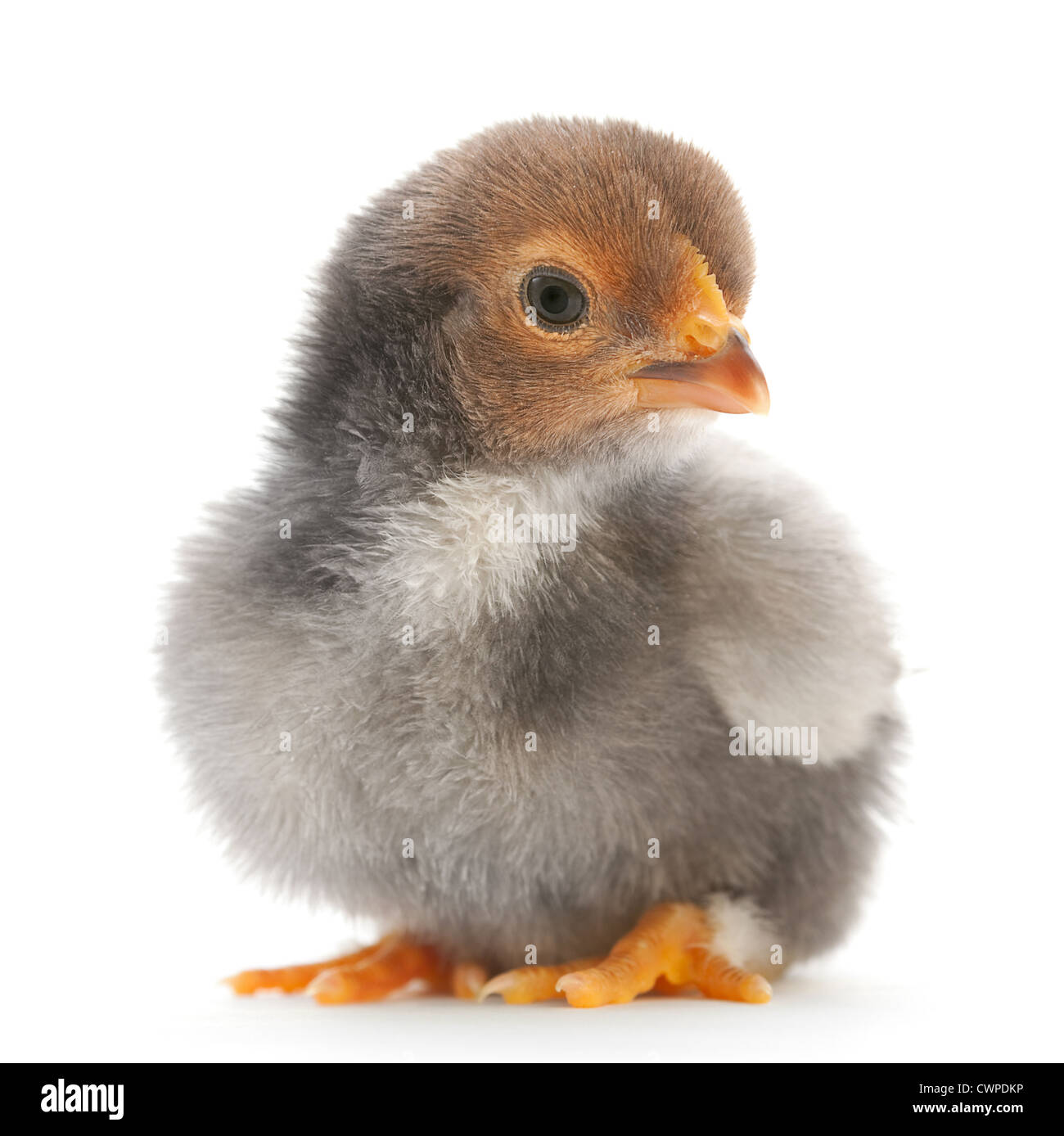 Baby chicken shell Banque de photographies et d’images à haute ...