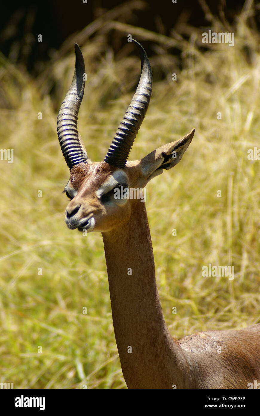 Gazelle head Banque de photographies et d’images à haute résolution - Alamy