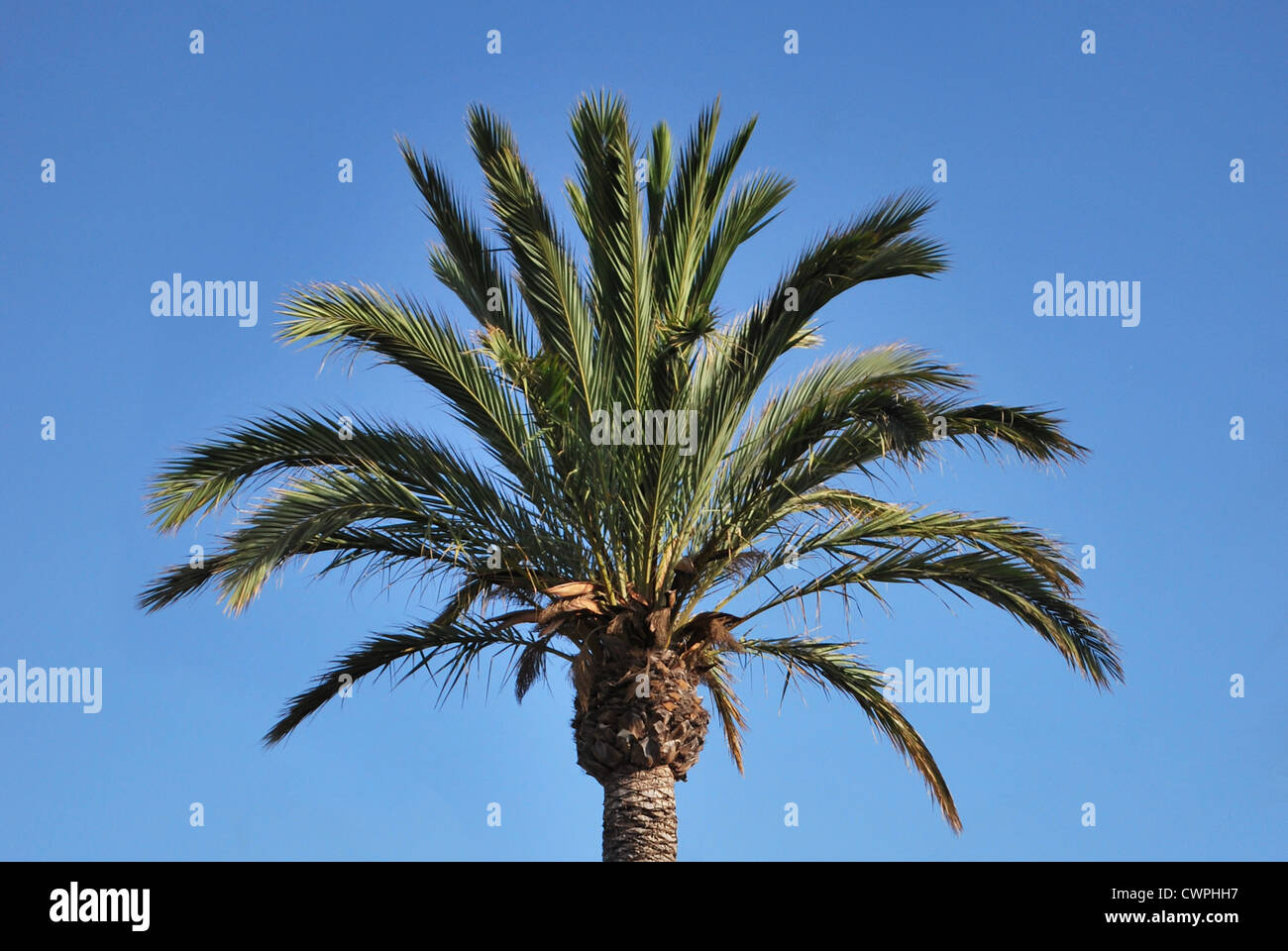 Arecaceae palmaceae Banque de photographies et d’images à haute ...