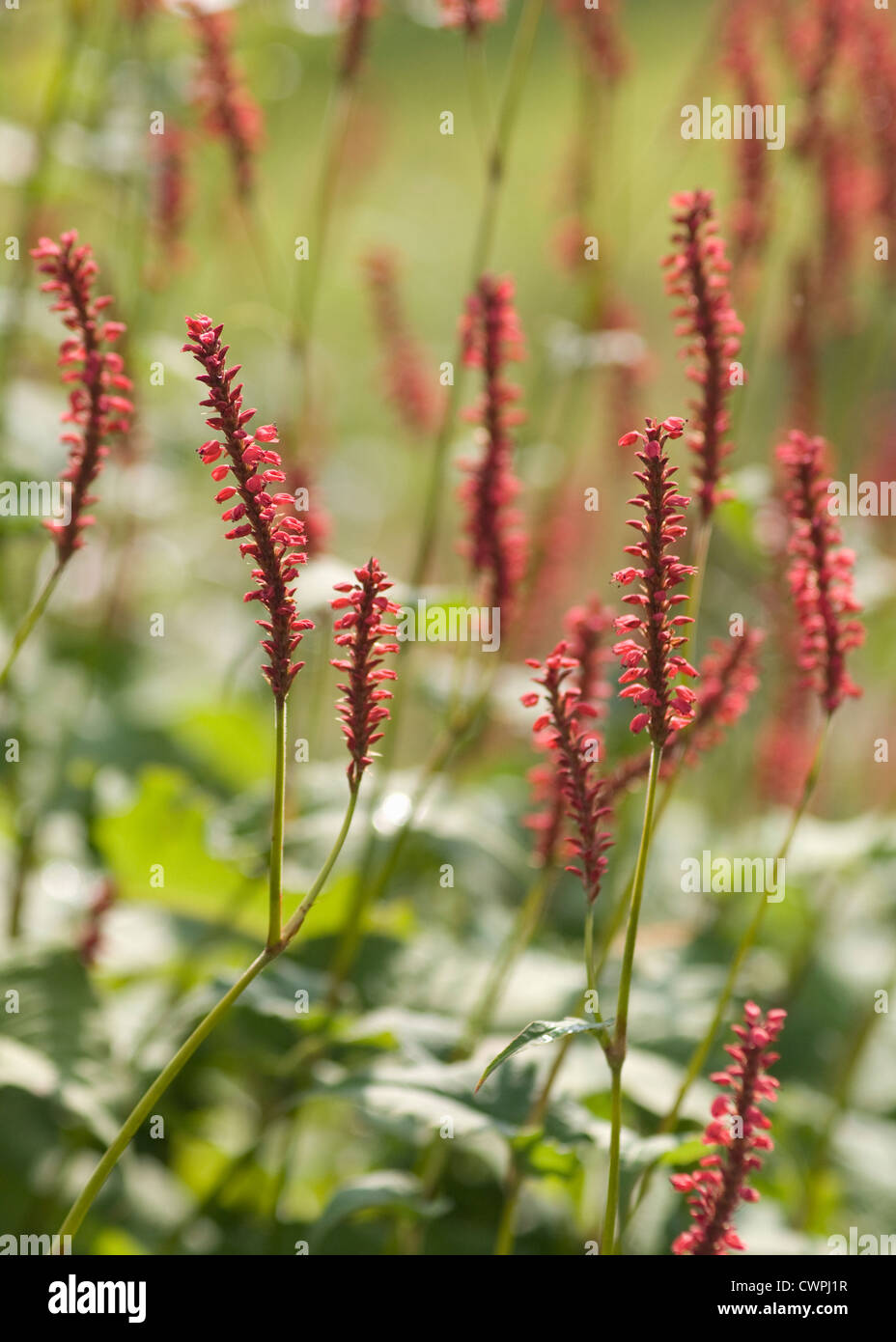 Persicaria amplexicaulis firetail Banque de photographies et d’images à ...