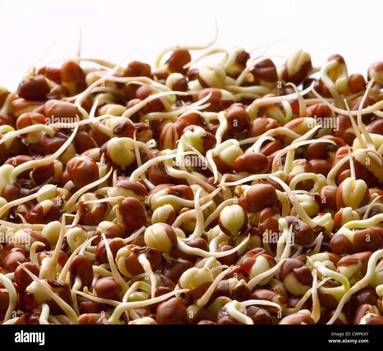 Vigna sinensis Banque de photographies et d’images à haute résolution ...