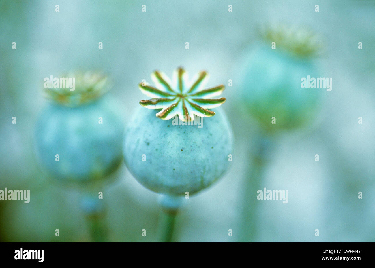 Papaver somniferum, coquelicot, le pavot à opium Photo Stock - Alamy