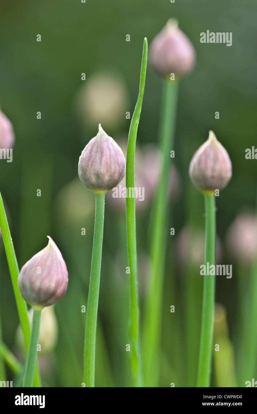 Garniture de ciboulette Banque de photographies et d’images à haute ...