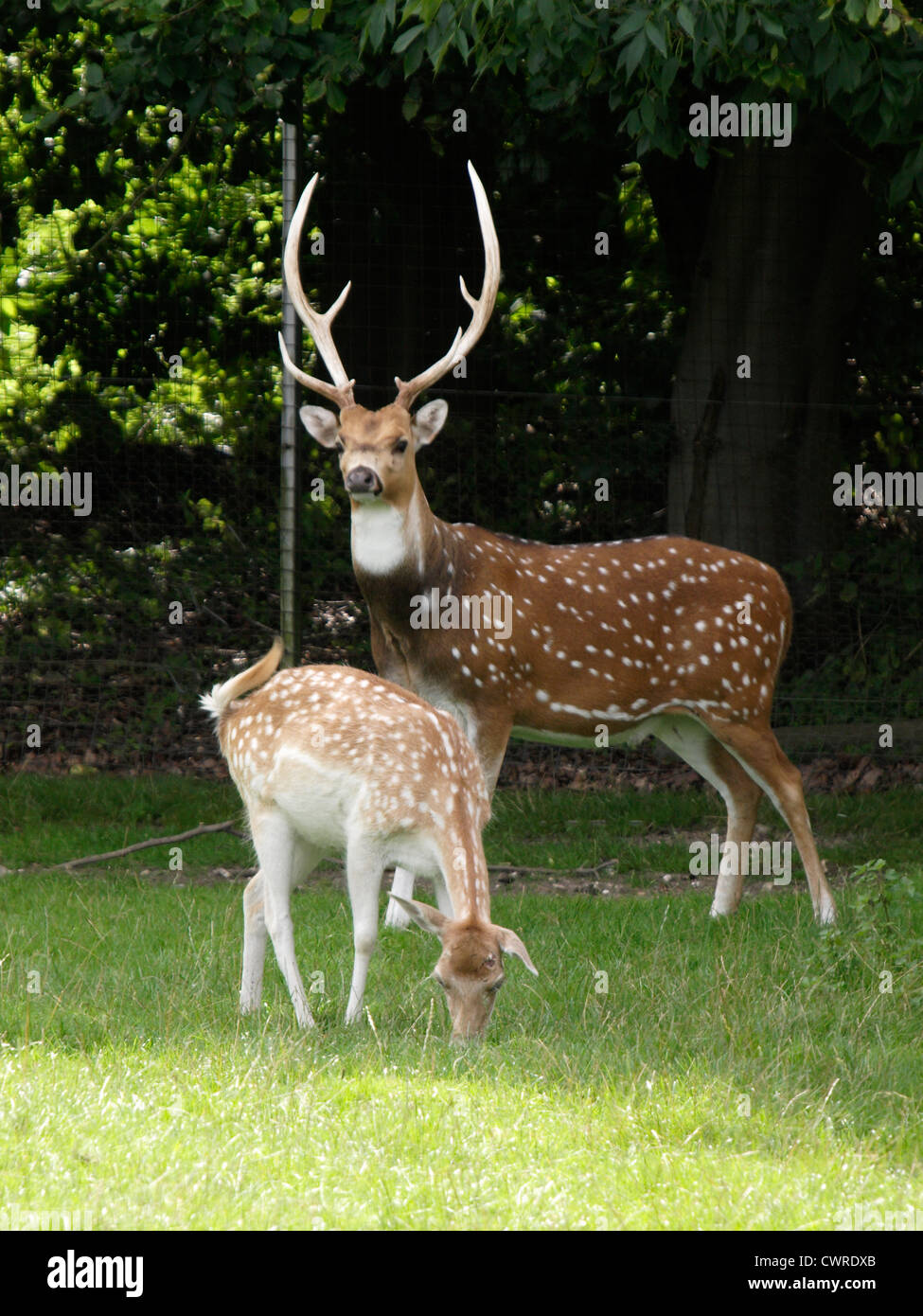 Ceylonensis Banque de photographies et d’images à haute résolution - Alamy