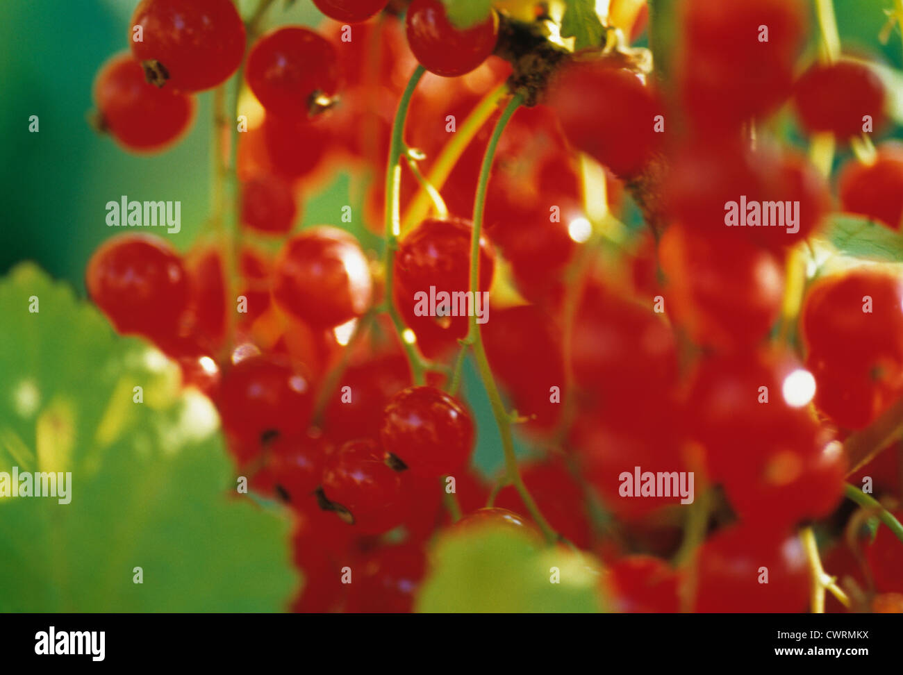 Ribes rubrum, sativum 'lac' rouge, de cassis, de groseille fruit sur ...