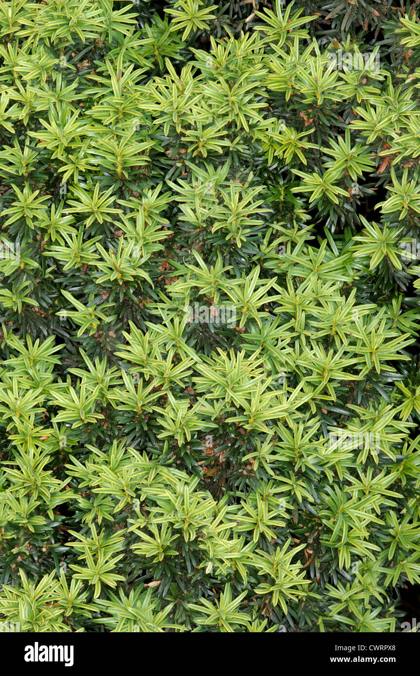 Taxus baccata fastigiata Banque de photographies et d’images à haute ...