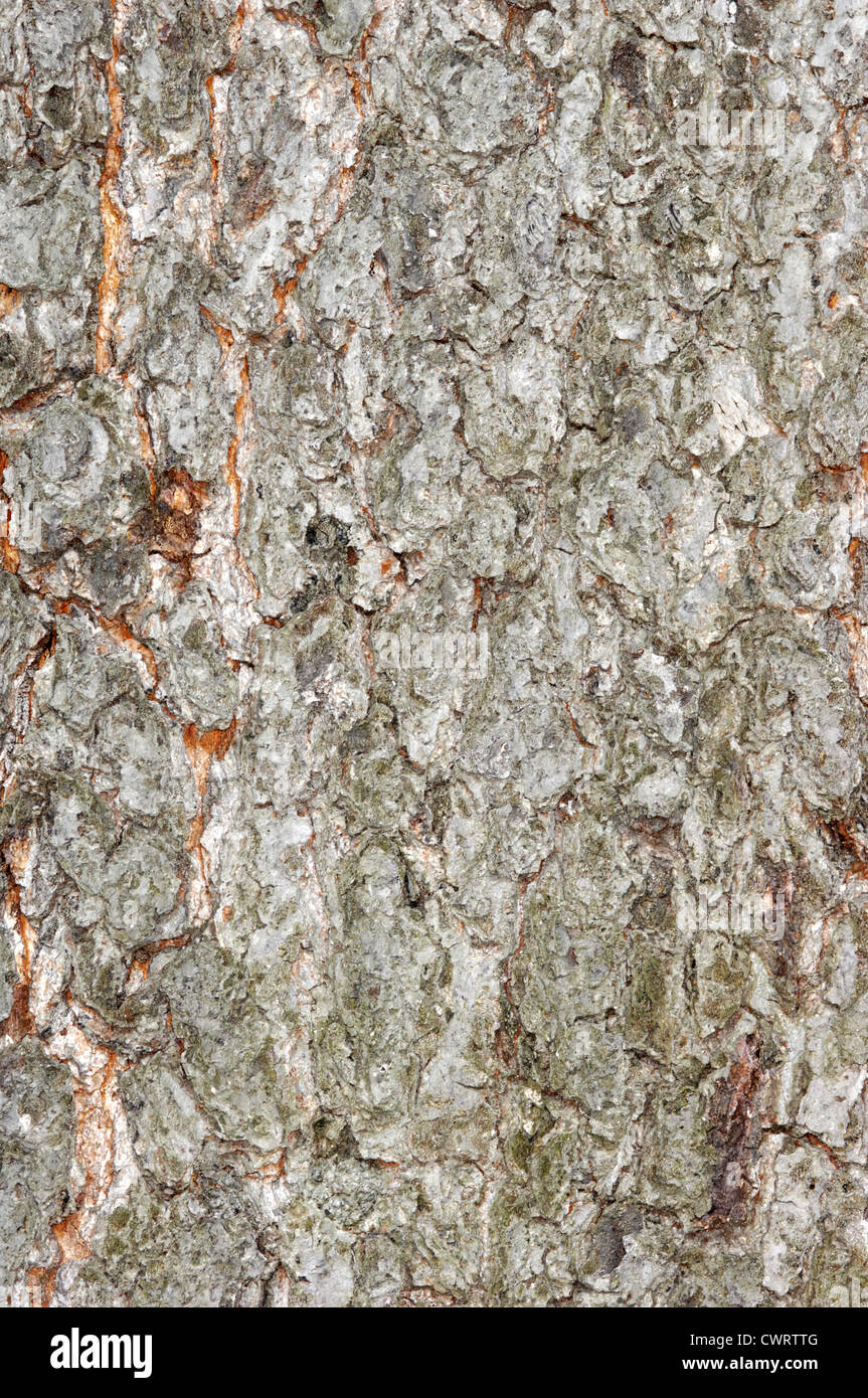 Prunus serotina tronc Banque de photographies et d’images à haute ...