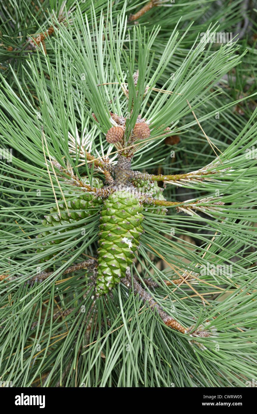 Pinus pinaster cone Banque de photographies et d’images à haute ...