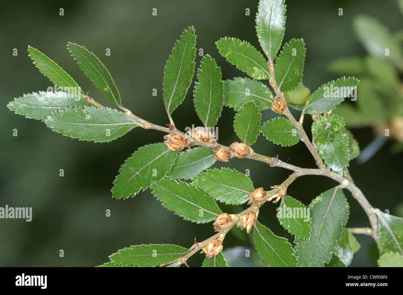Coigue tree Banque de photographies et d’images à haute résolution - Alamy