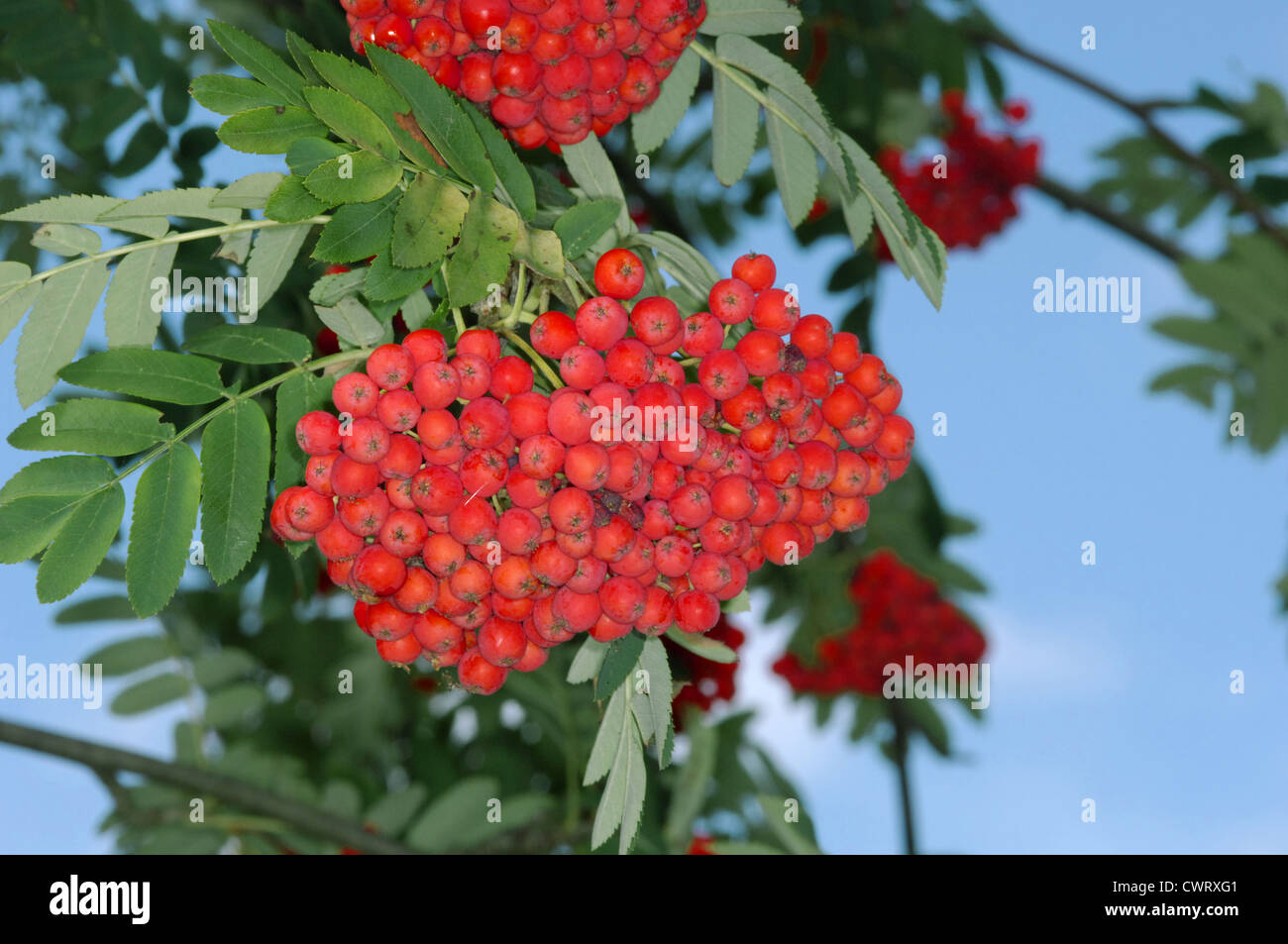 Rowan sorbus aucuparia Banque de photographies et d’images à haute ...