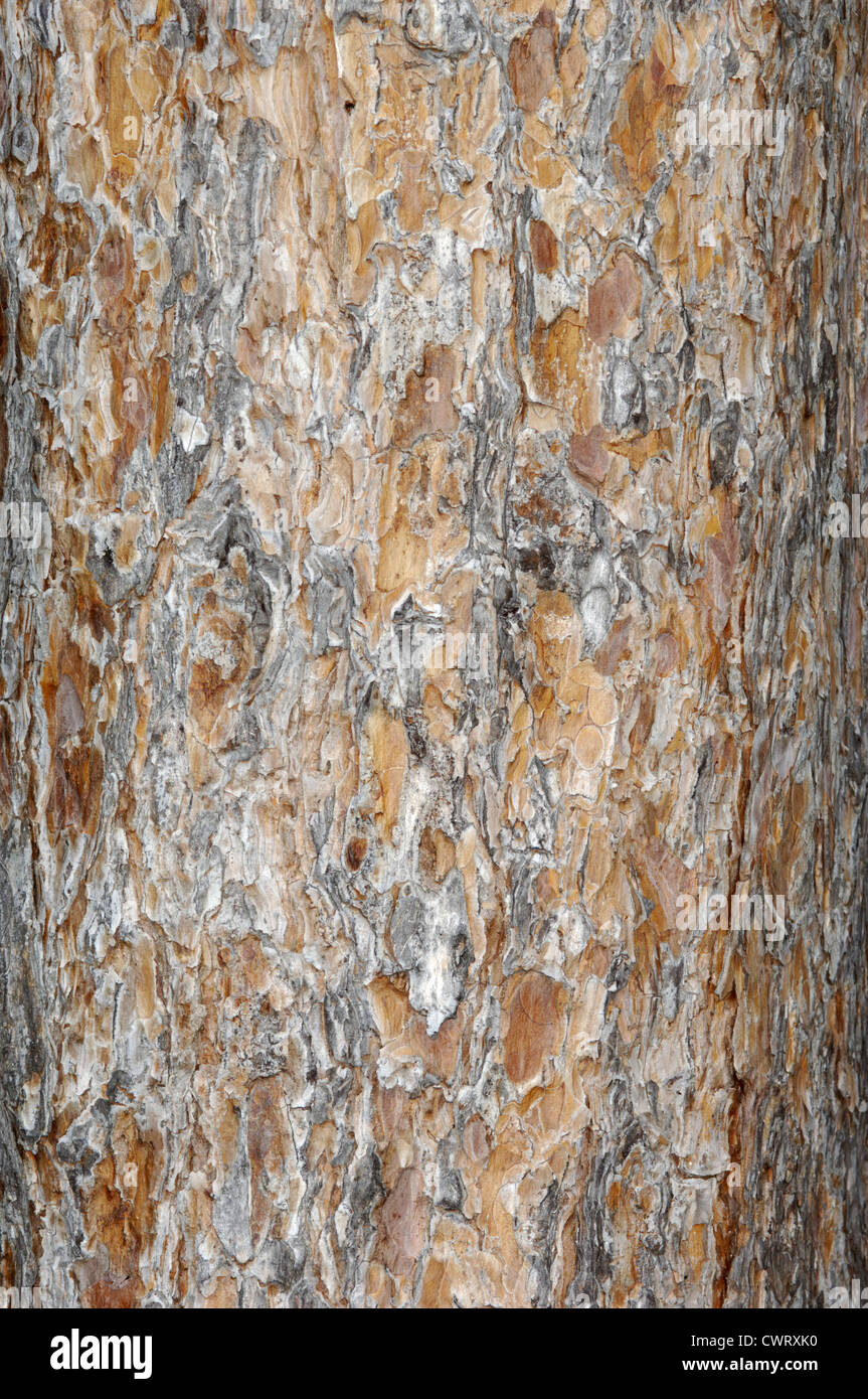 Red pine pinus resinosa bark Banque de photographies et d’images à ...