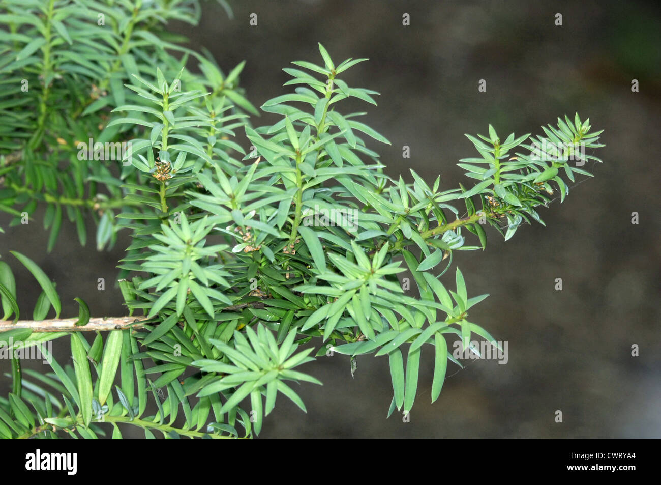 Podocarpus totara Banque de photographies et d’images à haute ...