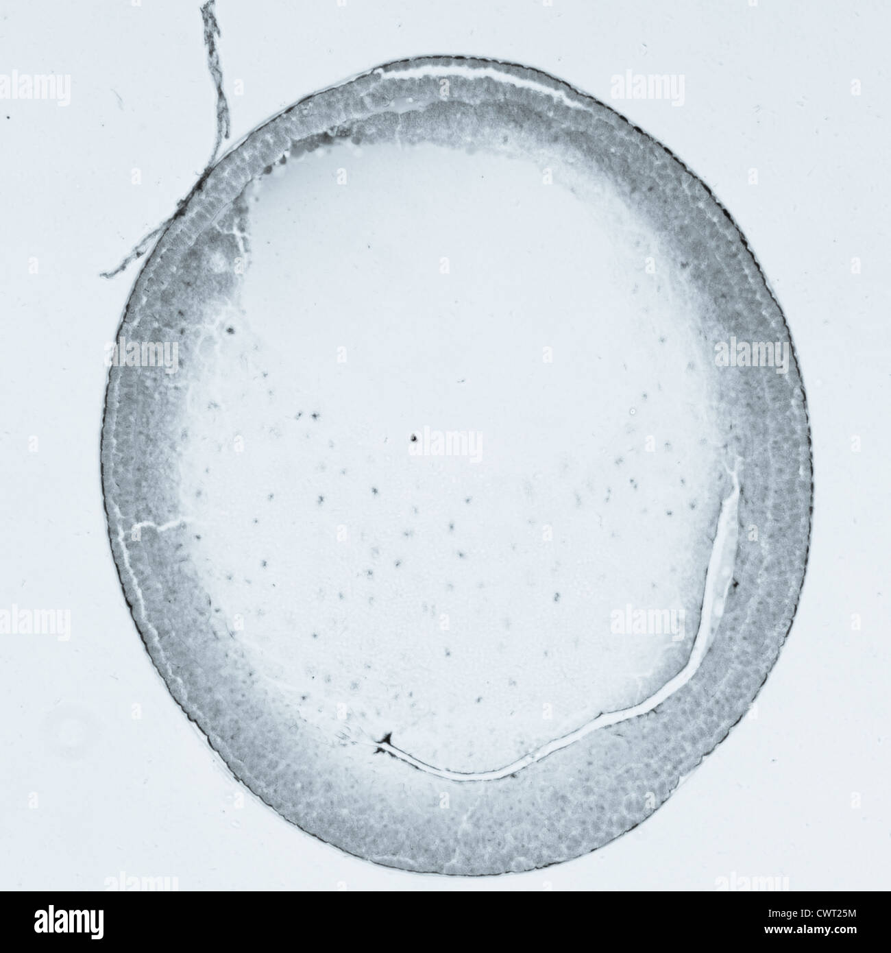 Grenouille anatomie Banque de photographies et d’images à haute ...