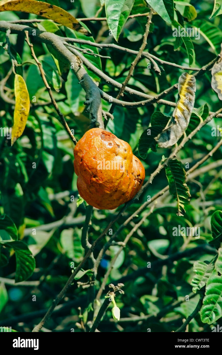 Annona reticulata Banque de photographies et d’images à haute ...