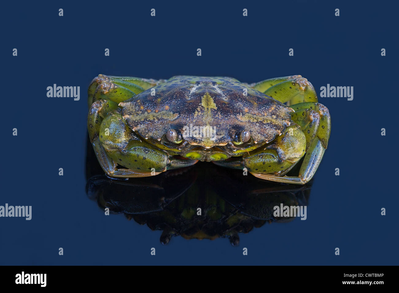 Carcinus maenas Banque de photographies et d’images à haute résolution ...