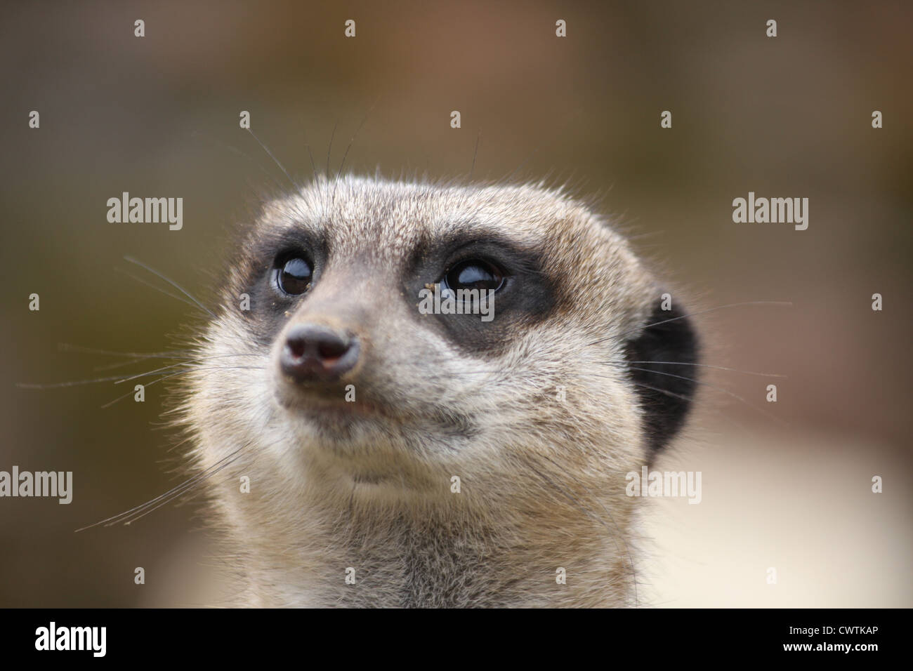 Meerkat zoo Banque de photographies et d’images à haute résolution - Alamy