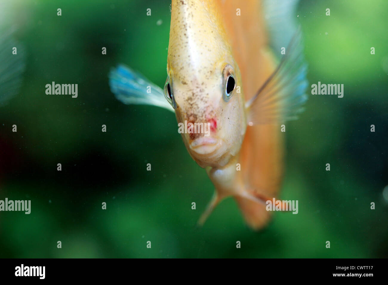 Couleurs de poisson Banque de photographies et d’images à haute ...