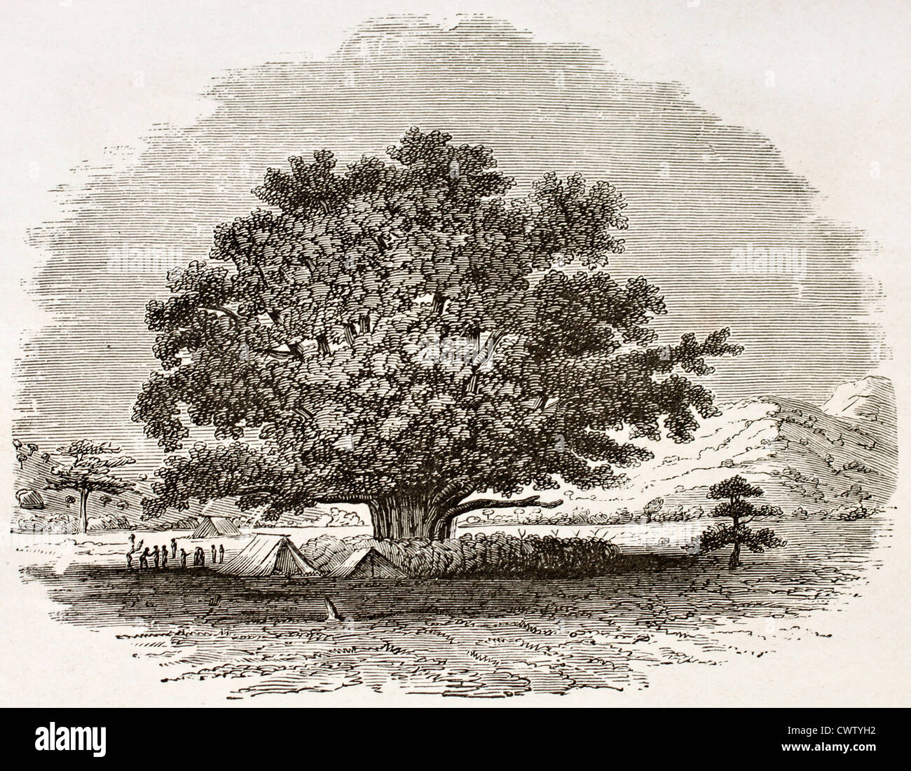 Arbre sycomore Banque de photographies et d’images à haute résolution ...