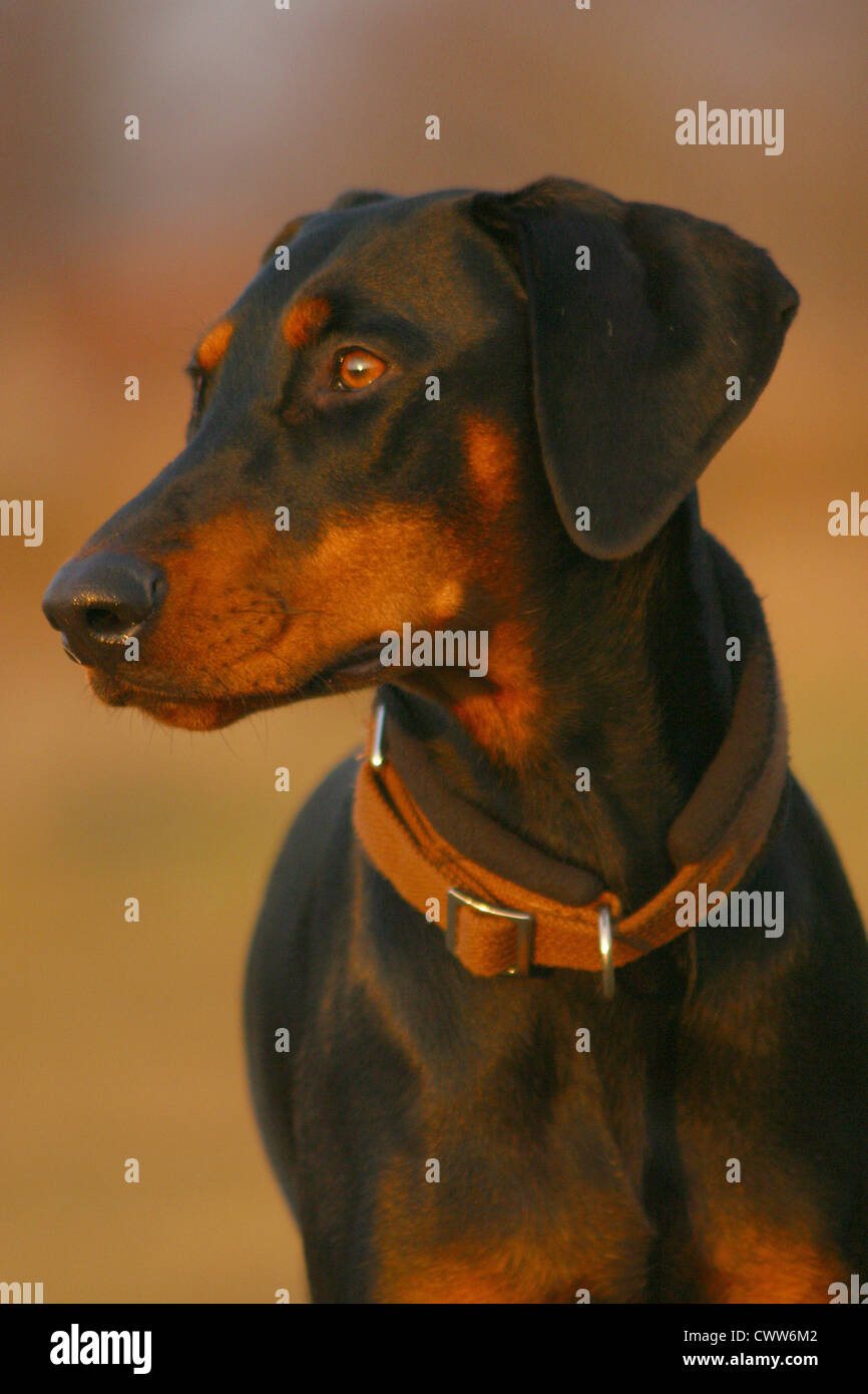 Doberman brun pinscher Banque de photographies et d’images à haute ...