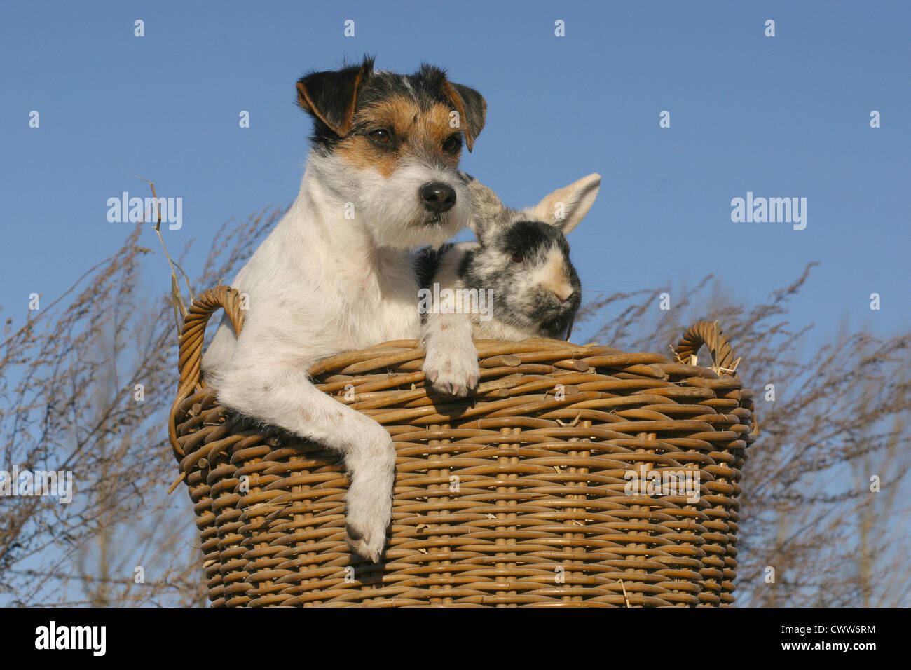 Chien avec lapin Banque de photographies et d’images à haute résolution ...