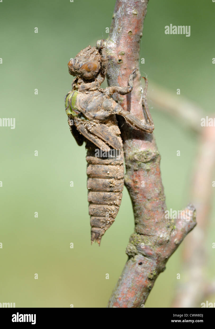 Une série de 5 photos de la larve de libellule la peau Photo Stock - Alamy